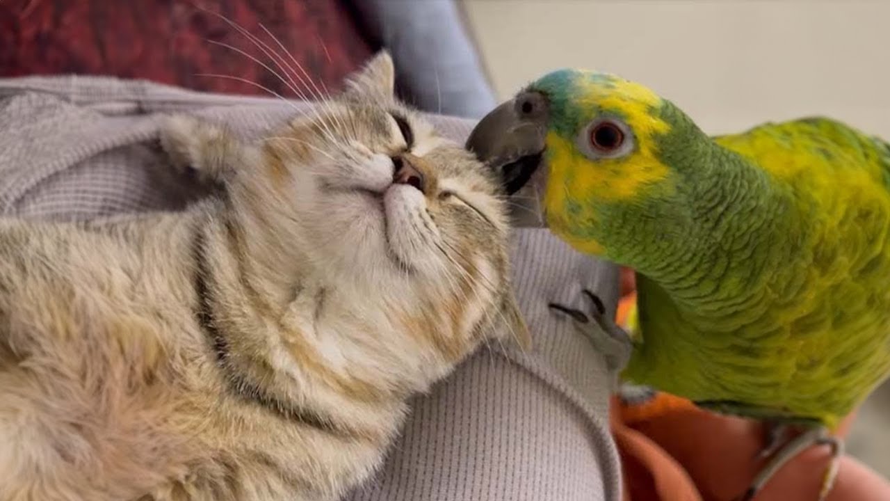 When you own an Extrovert cat 🤣 Funniest Animals 2023 - YouTube