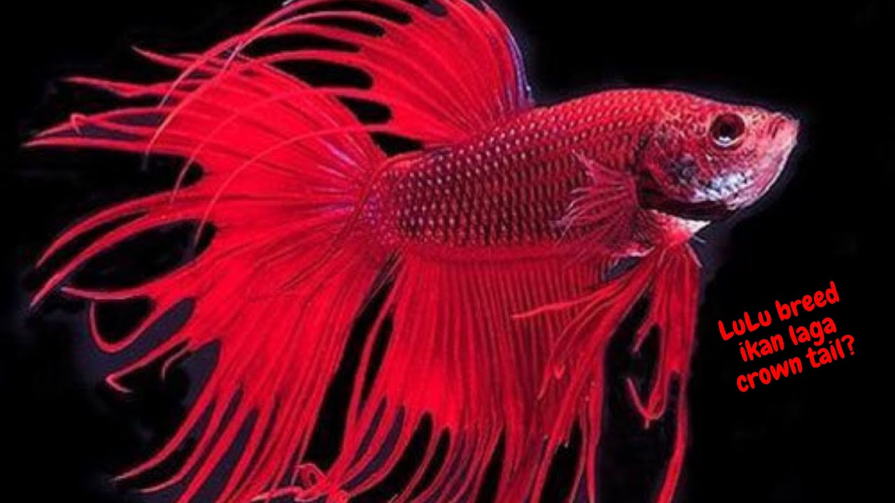 LuLu breed betta fish pulak ke??? - YouTube