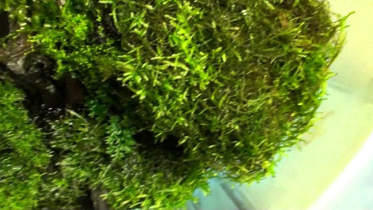 How to grow aquatic mosses above water. - YouTube