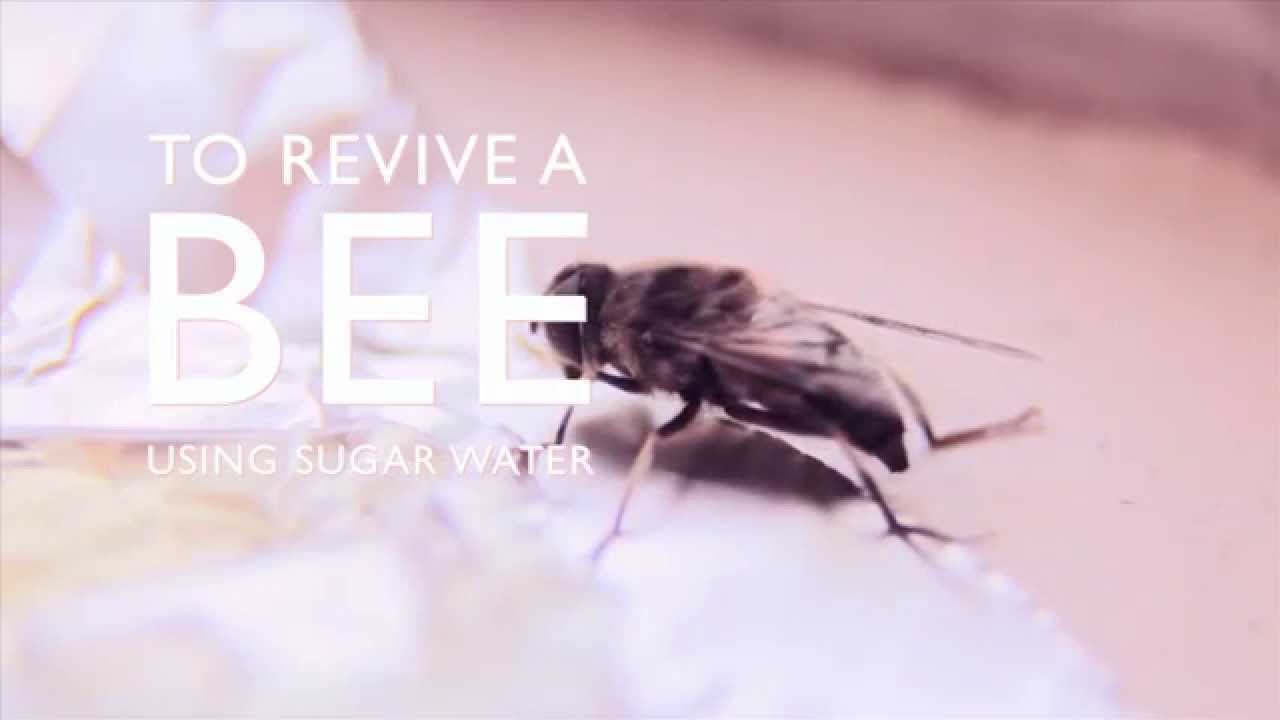To Revive a Bee - YouTube