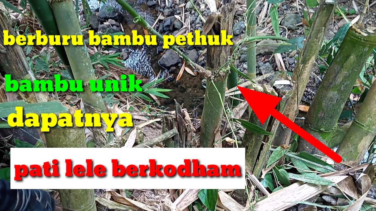 BAMBU PETUK ASLI | BAMBU PATIL LELE TUMPANG SARI - YouTube