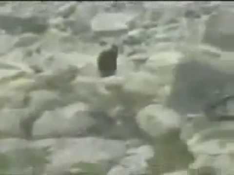 Polish Yeti Footage - YouTube