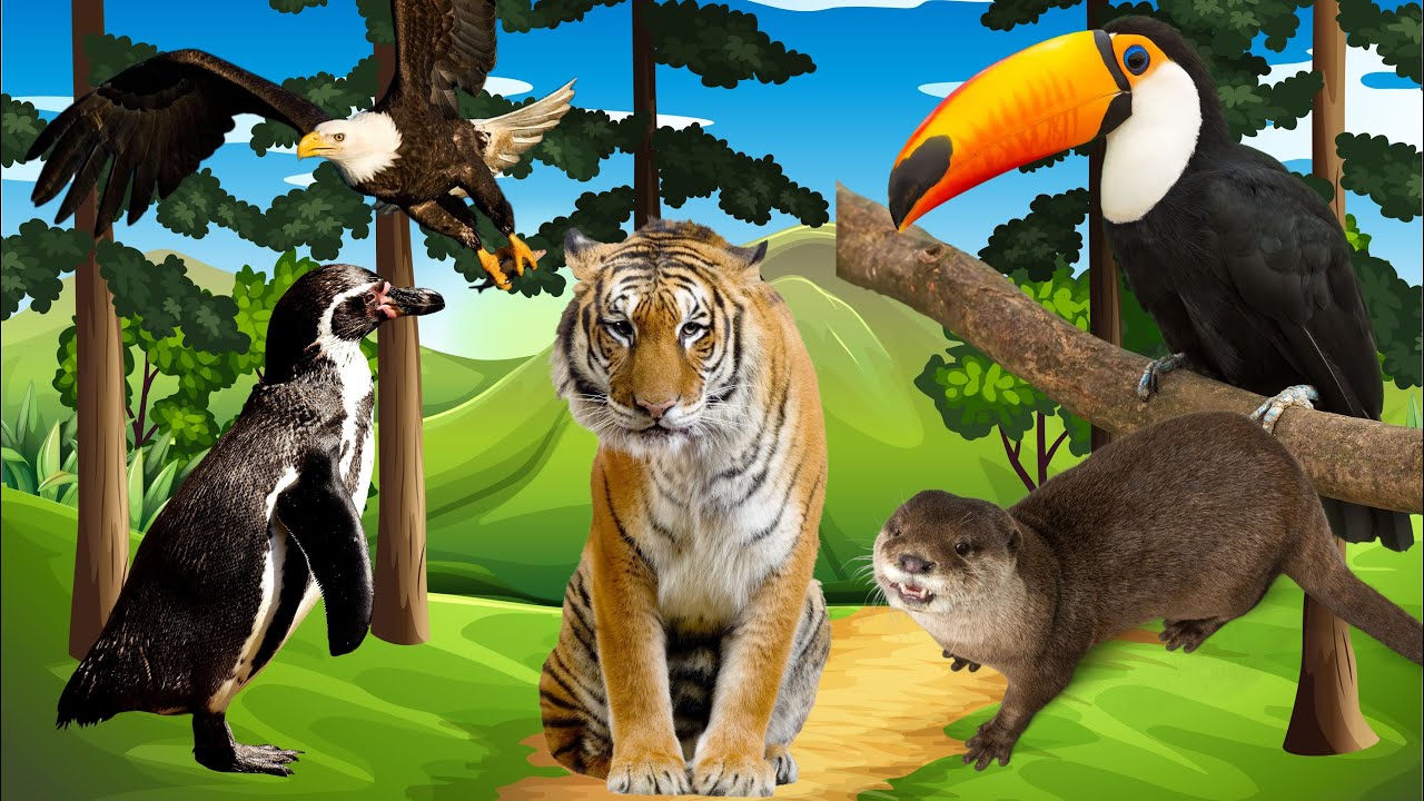 Cute Toucan, Tiger, Chipmunk, Panda...🌹🐈🐈🌹 Animal sounds for sleep # ...