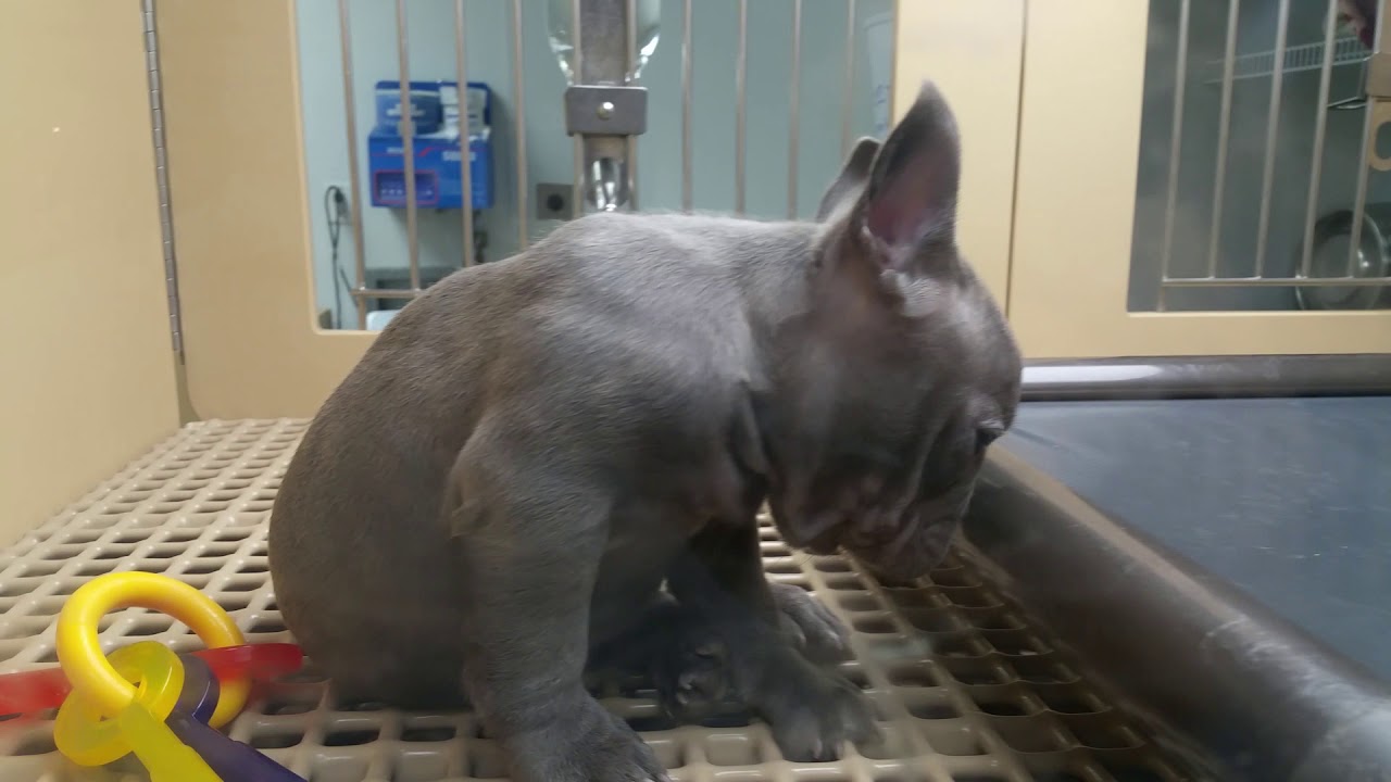 Petland in Mall of Georgia - YouTube