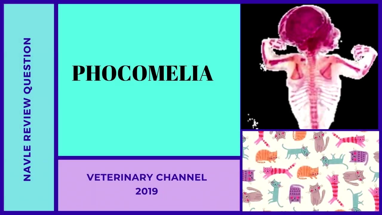 Phocomelia - YouTube