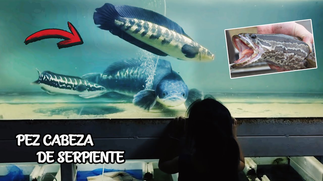 Cabeza De Serpiente Marina
