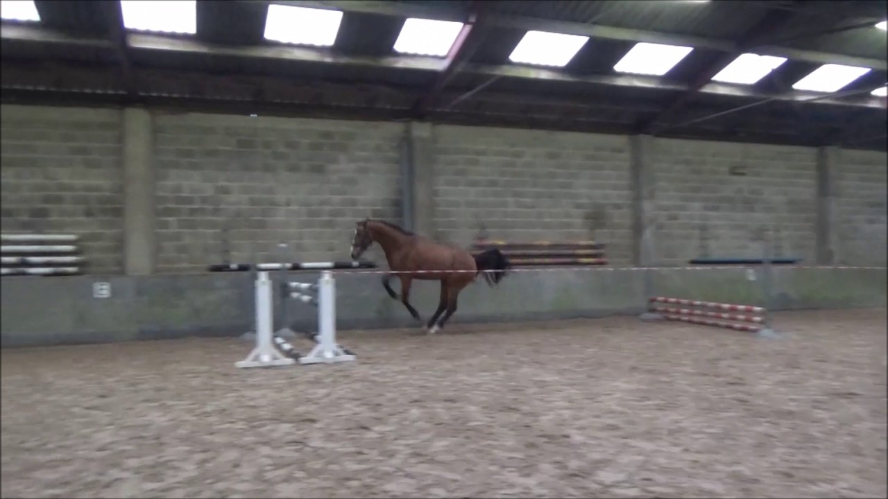 SOLD TO ENGLAND - Jewels he loves omhg 3 y old stallion a young ...