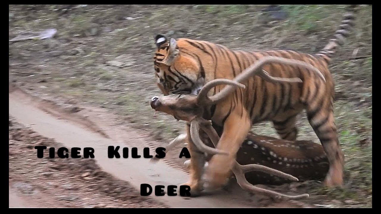 Tiger Kills a Deer | Satpura national park - YouTube
