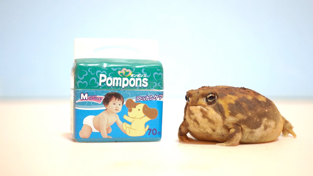 "Healed in 1 minute"Baby-like rain frogs🚼 - YouTube
