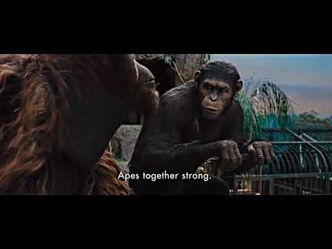 "Apes together strong" - Rise Of The Planet Of The Apes (movie scene ...