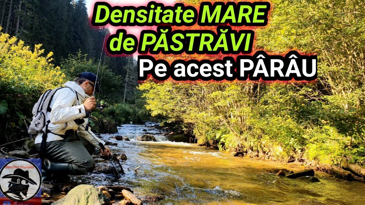 Pe acest PÂRÂU este o DENSITATE mare de PĂSTRĂVI dar sunt mici 😅. trout ...