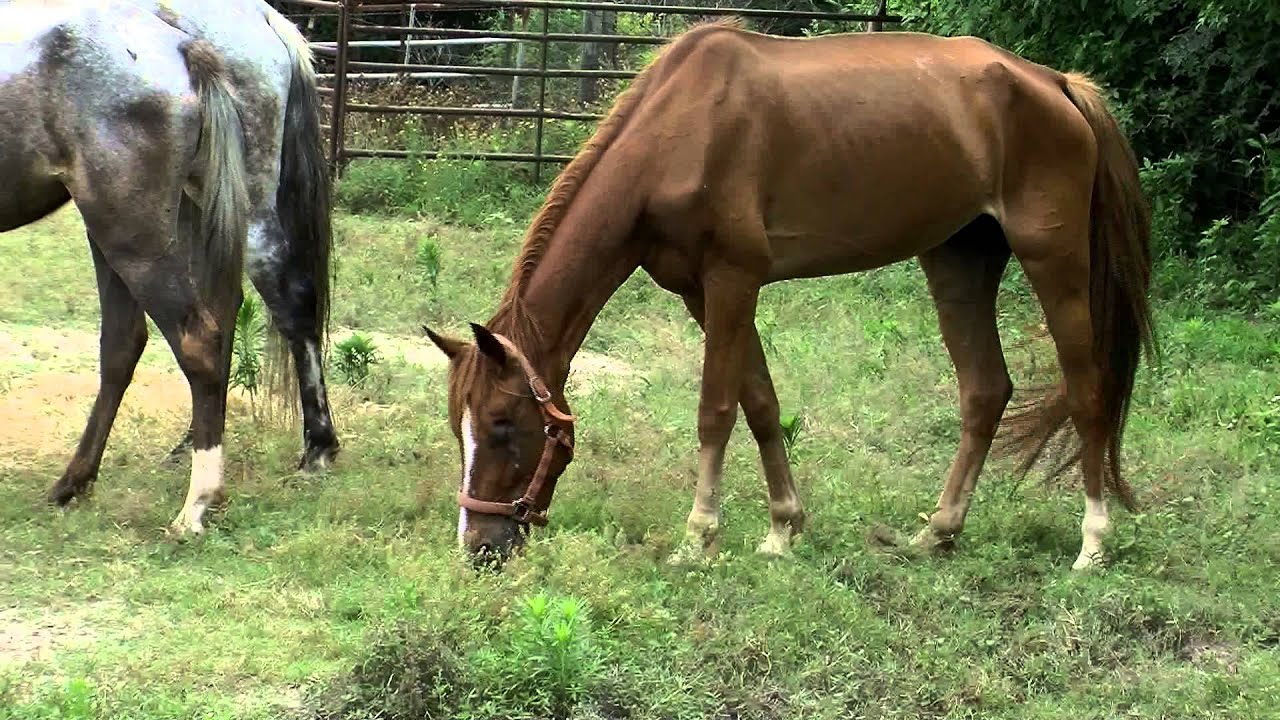 6 25 horse neglect pkg - YouTube