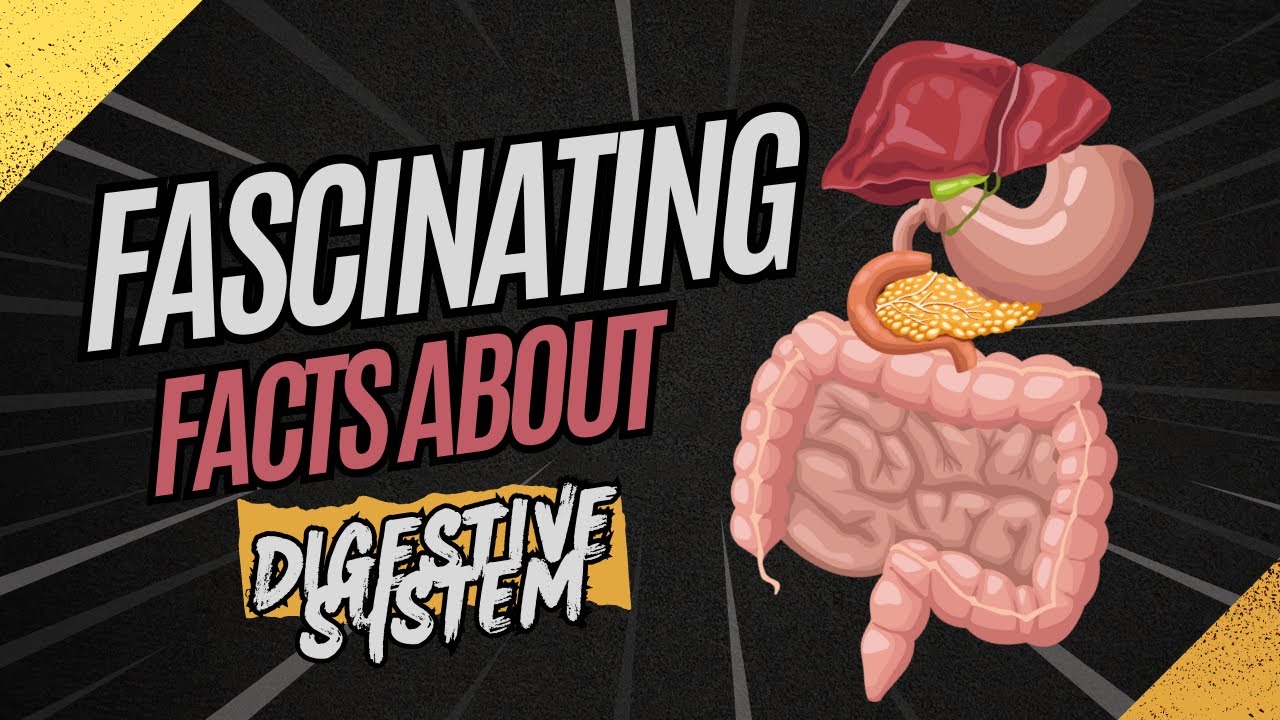10 Incredible Facts About the Human Digestive System! - YouTube