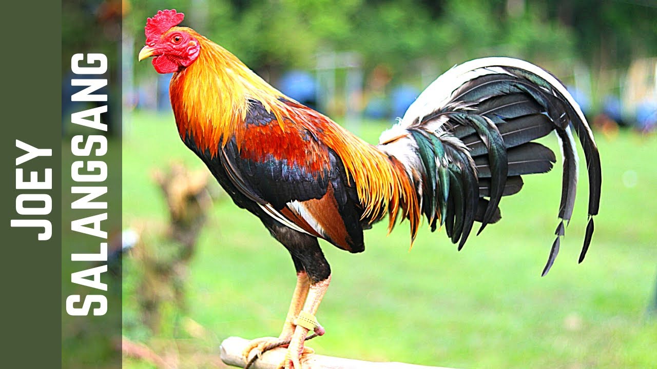 Joey Salangsang & BTDLS Gideon | Polomolok South Cotabato & Bacolod ...