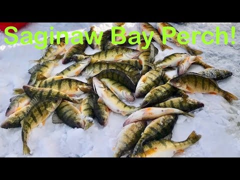 Saginaw Bay Michigan Perch and Walleye. - YouTube