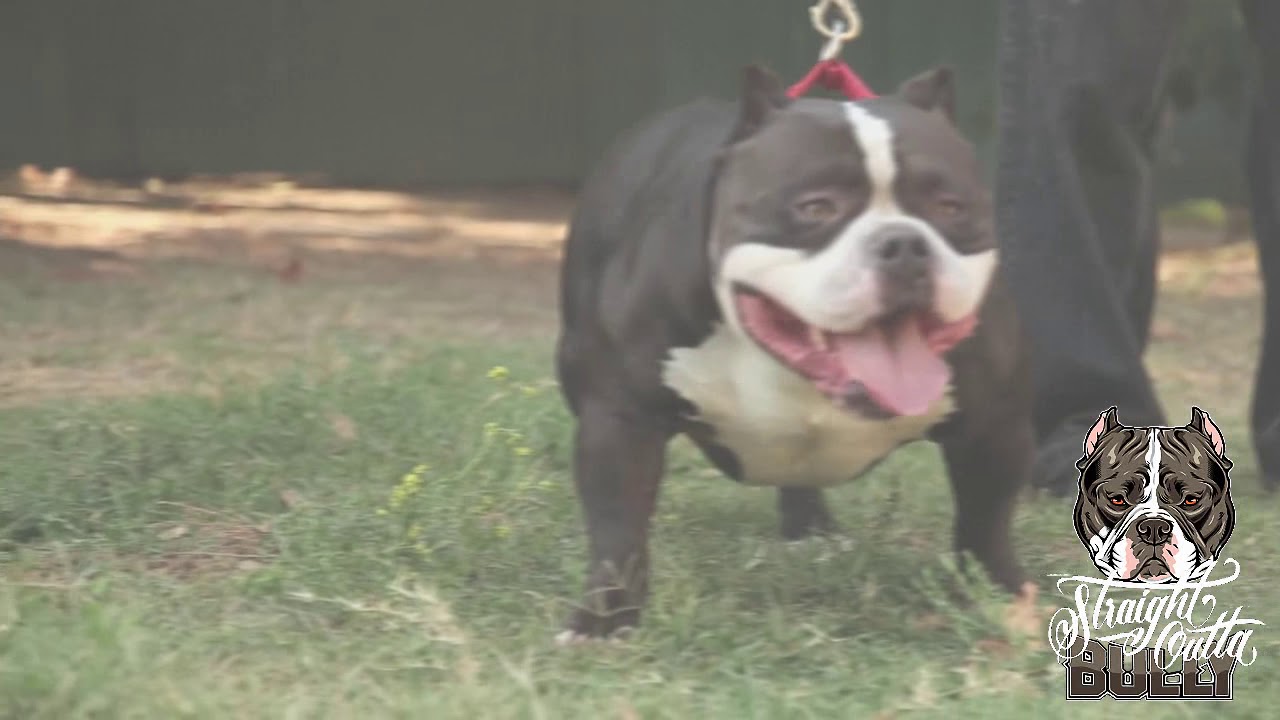 DAX Gottyline (The Famous American Bully) - YouTube