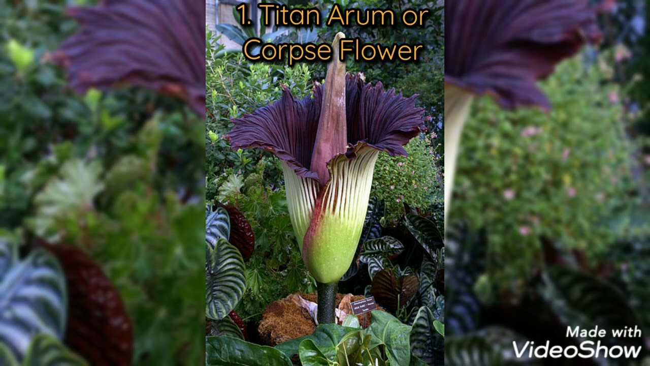 World Worst Smelling FLOWERS - YouTube