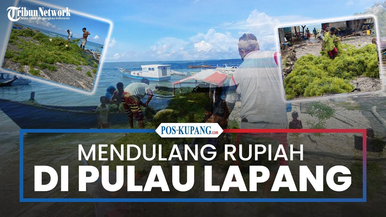 Mendulang Rupiah di Pulau lapang Alor, Budidaya Rumput Laut - YouTube