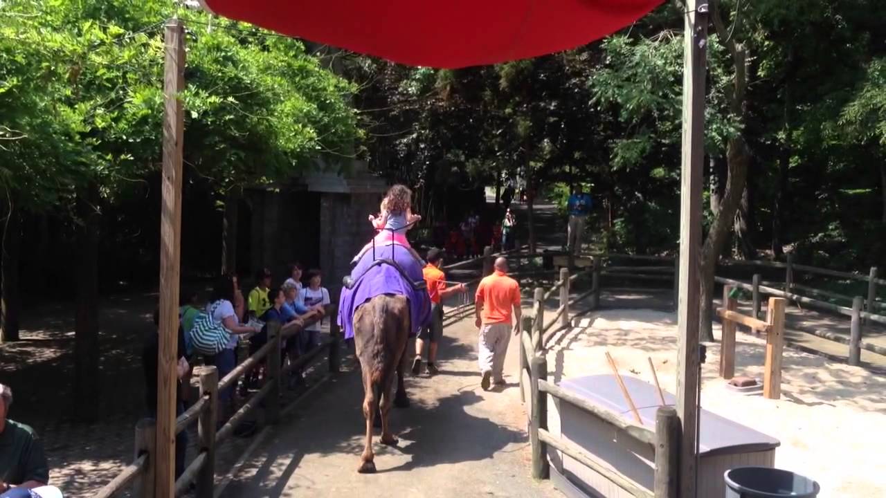 Camel ride Bronx zoo - YouTube