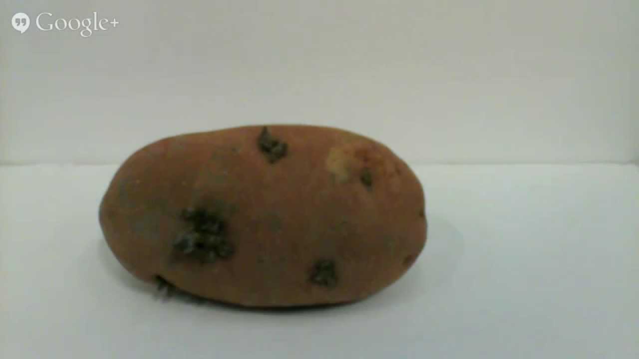 potato cam - YouTube