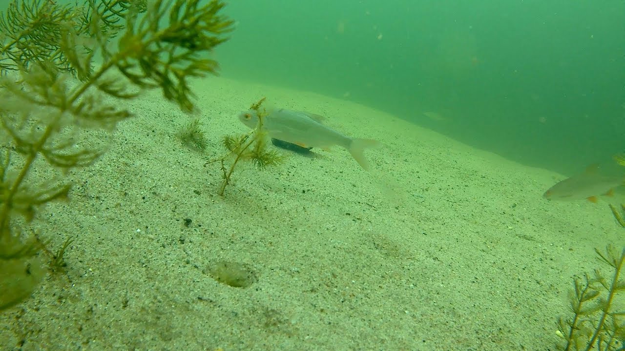 Clear Underwater Footage of Roach 1 - YouTube