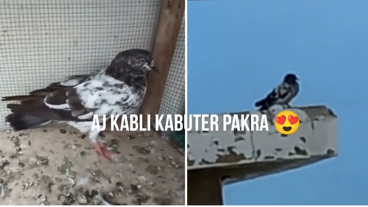 Aj kabli kabuter pakra/MA Pigeon/#pigeon/#bird - YouTube