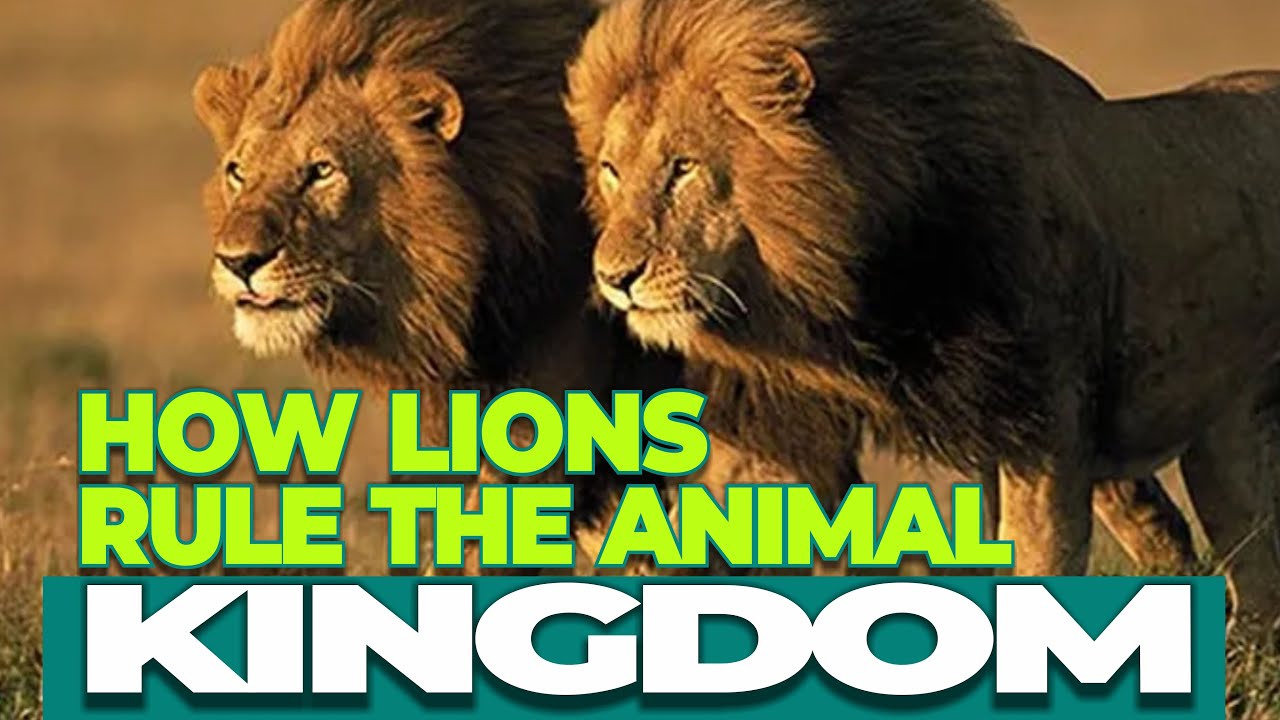 Savage Dominance How Lions Rule the Animal Kingdom - YouTube