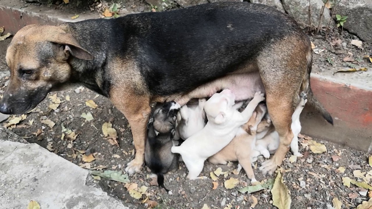 Mother is always mother nevertheless human or animal. - YouTube