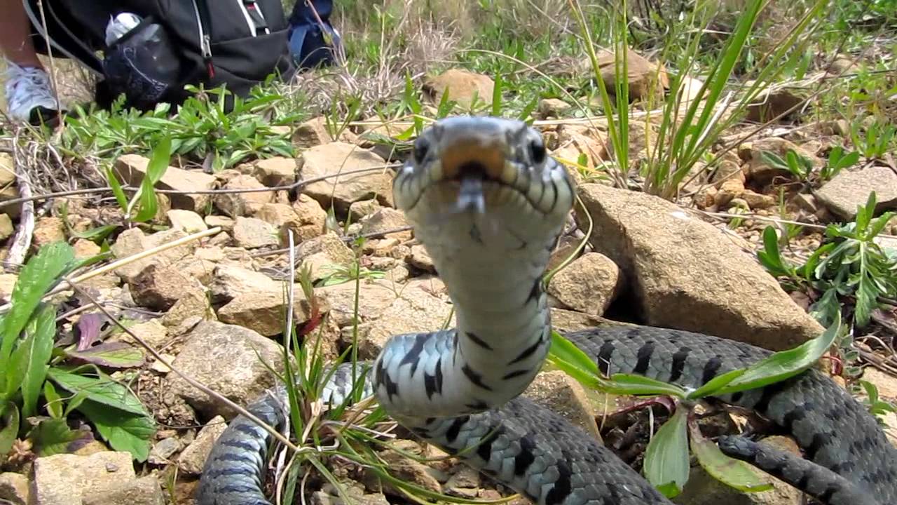 Blue grass snake in Italy pretends to be fierce - YouTube
