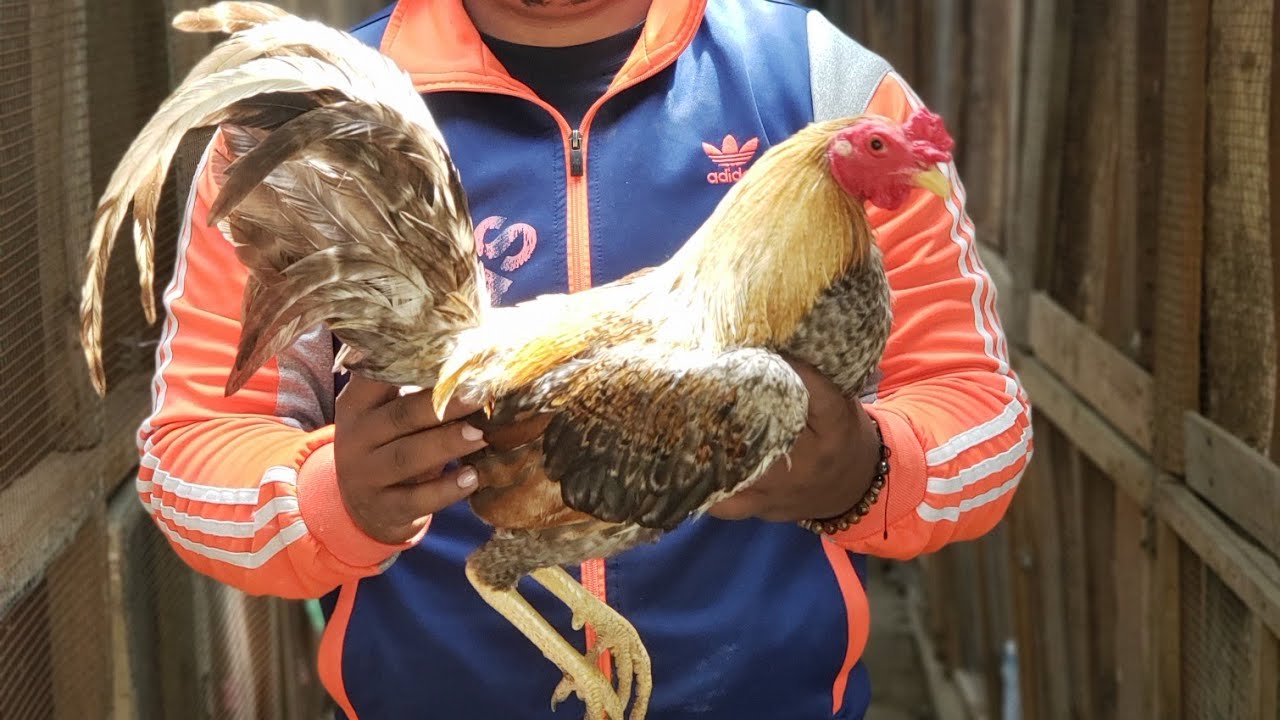 JABAO PAVA HIJO DEL 1554 RAYMUNDO MARTÍNEZ GALLOS QUE ESTA PINTADO ...