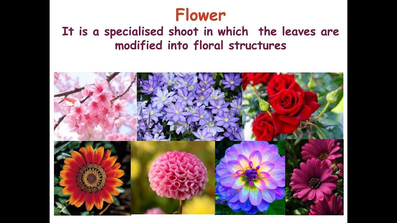 ICSE Class IX Biology (Flower) - YouTube