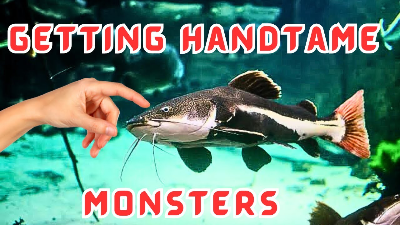 Hum Ne Aaj Apne Red Tail Catfish Ko Kiya Hand Feed | Hand tame monster ...