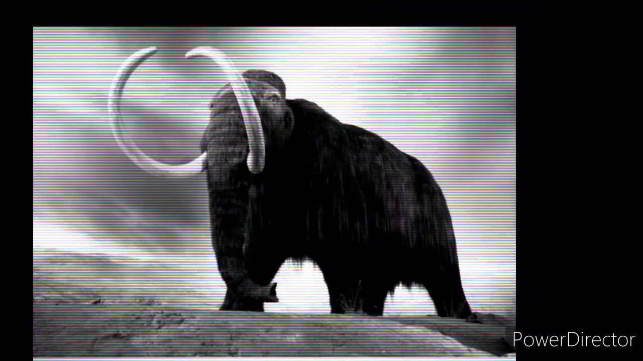 What did the Woolly Mammoth really sounded like - YouTube
