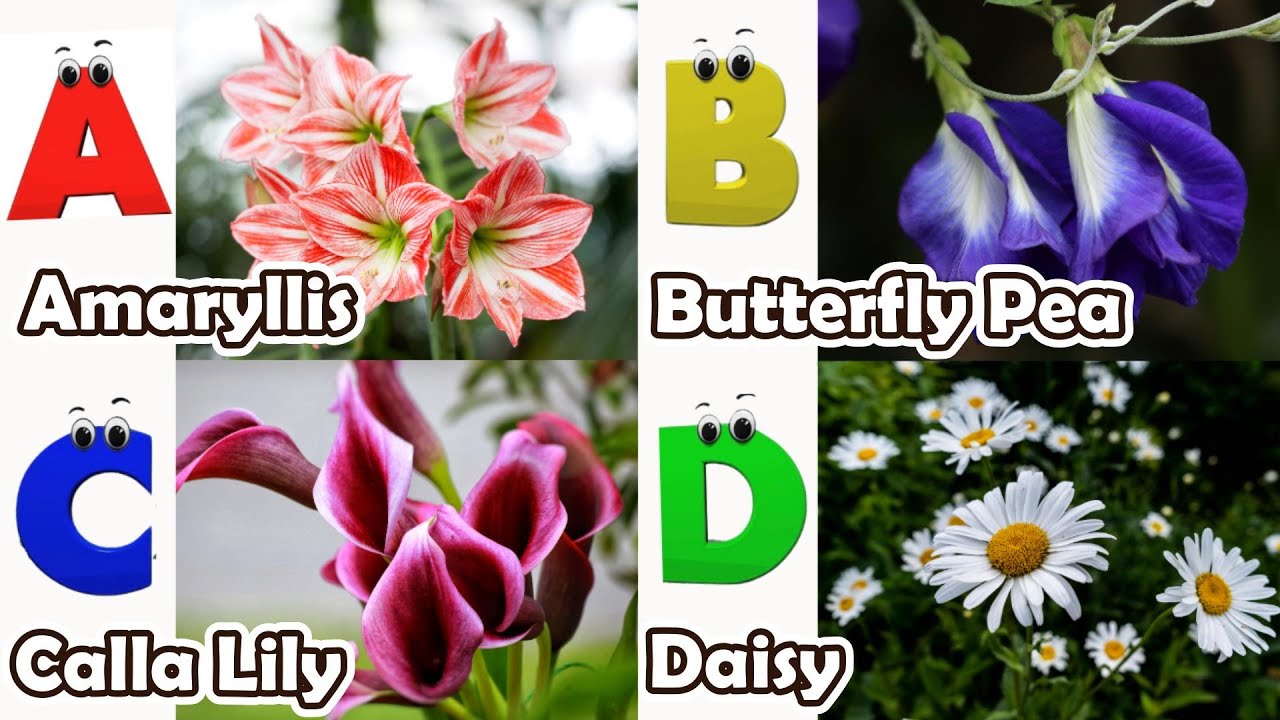 Flowers Alphabet Song | Flowers ABC Song | A to Z Flowers Names ...
