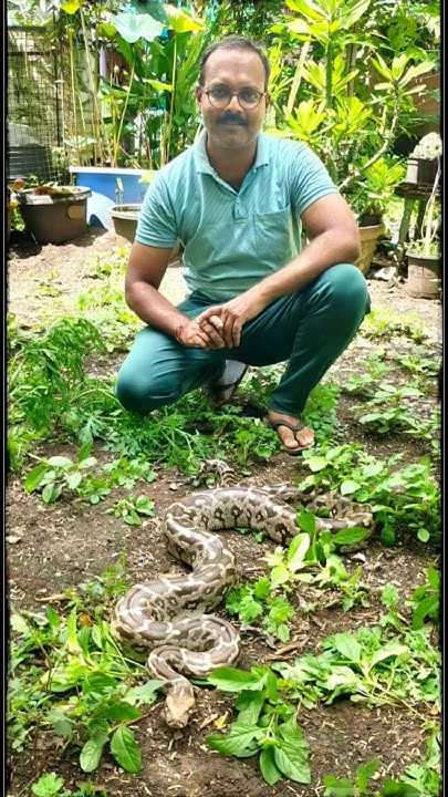 Indian Python indian python. इंडियन अजगर. #snake #nontoxic #python # ...