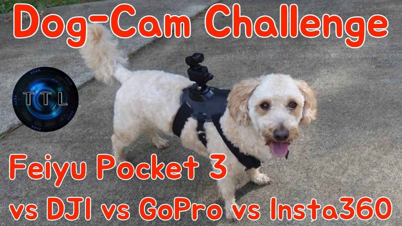 Dog-Cam Challenge - Feiyutech Pocket 3 vs DJI vs GoPro vs Insta360 ...