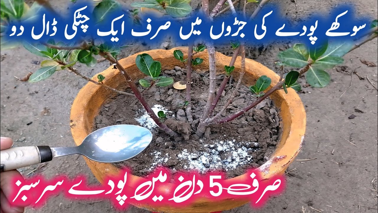 Best organic fertilizer and soil conditioner for plants | podhon ki ...