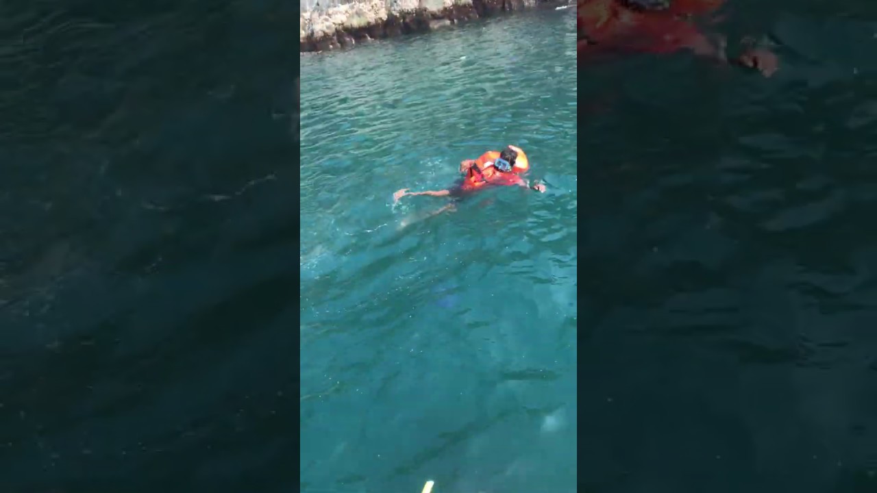 Snorkelling SCUBA |NETRANI ISLANDS| ARABIAN SEA #GOA DIVE # SCUBA - YouTube