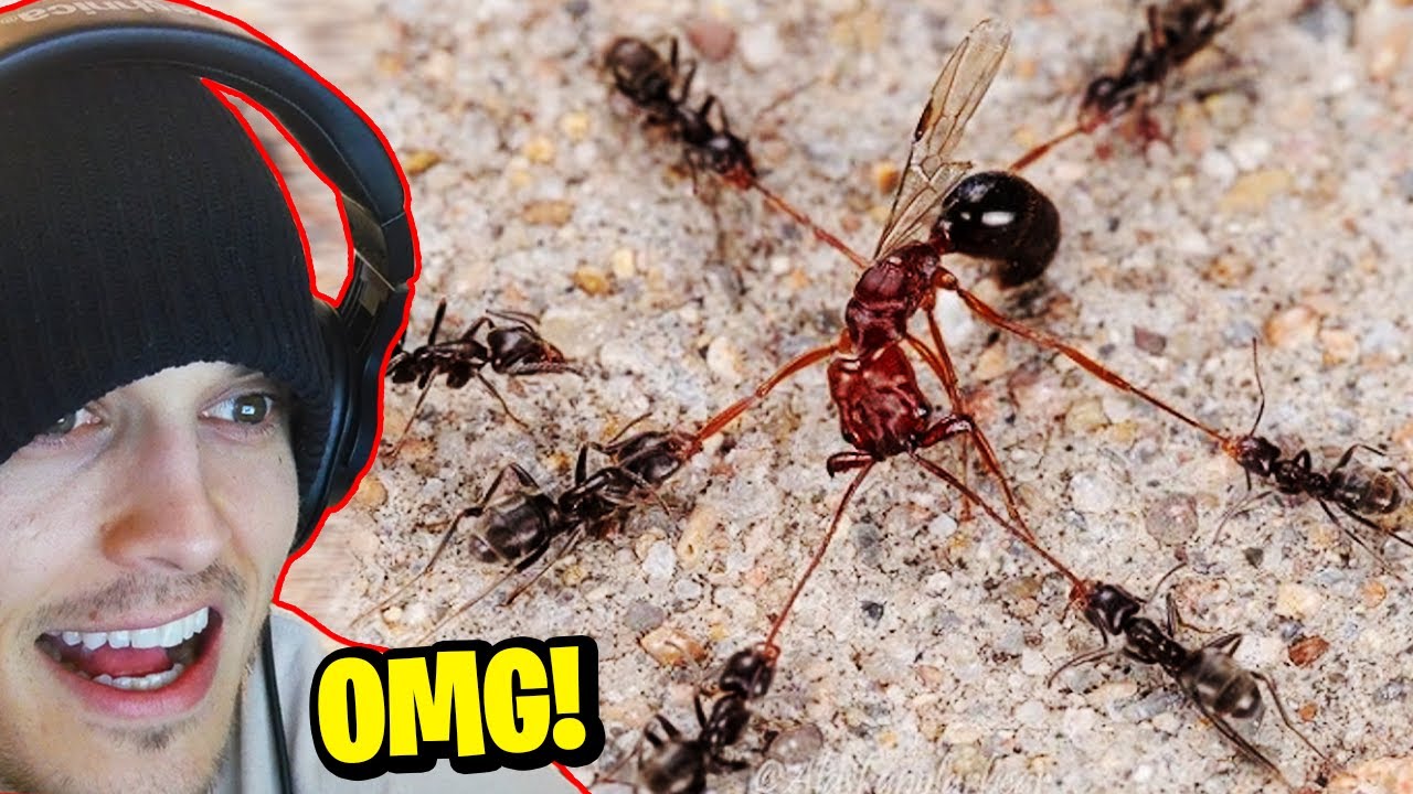 ANTS PULLING ANTS APART! Reacting to Insect Warfare - YouTube