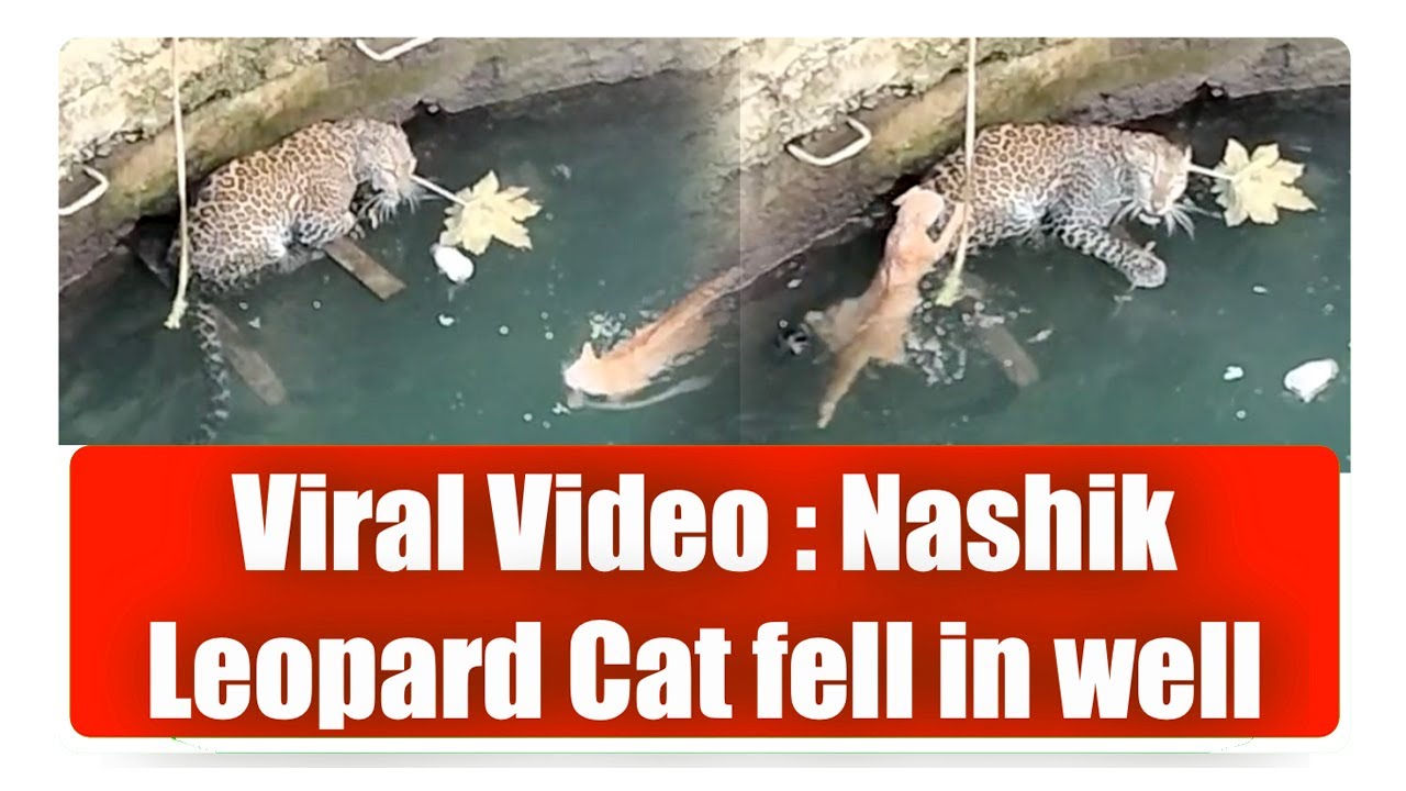 Viral Video : Nashik Leopard Cat fell in well - YouTube