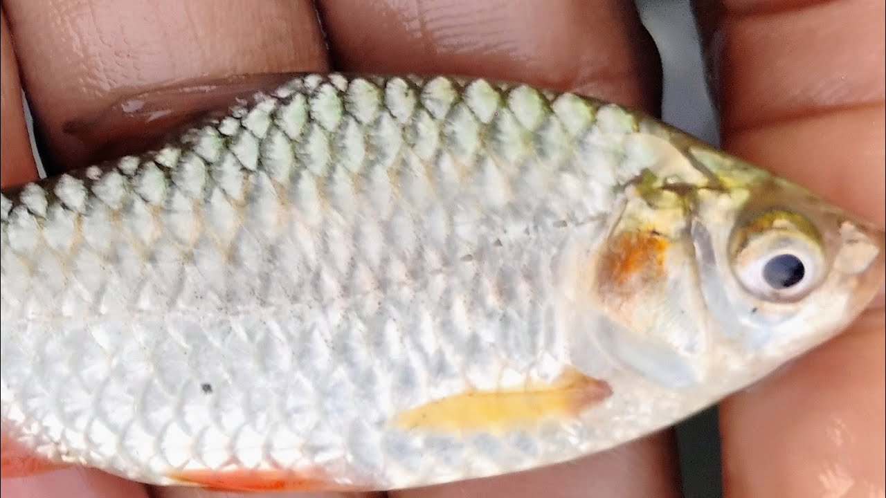 fish pag -new new 🐠ata ki fish😮 #virallive #viralshorts #liveviral # ...