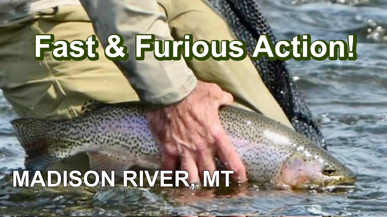 One Hour on the MADISON RIVER: Fast and Furious Fly Fishing! - YouTube