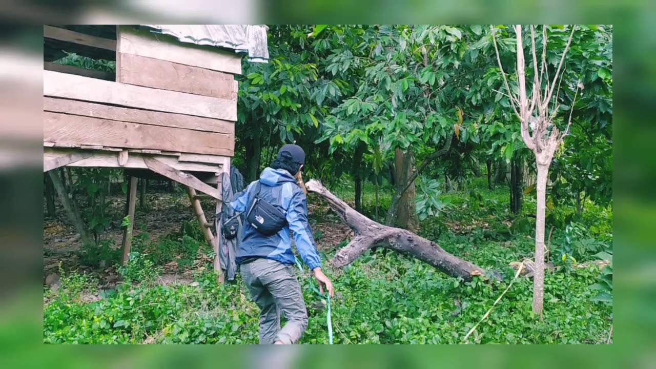 Proses Pembuatan Plot Dan Mengukur Tinggi Pohon Dalam Inventarisasi Hutan Youtube