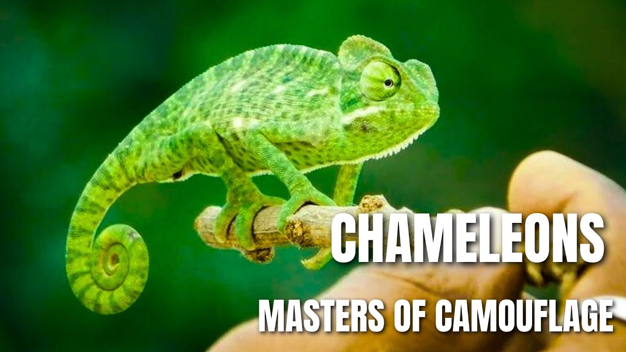 Chameleons: Masters of Camouflage #education #chameleon #world #nature - YouTube
