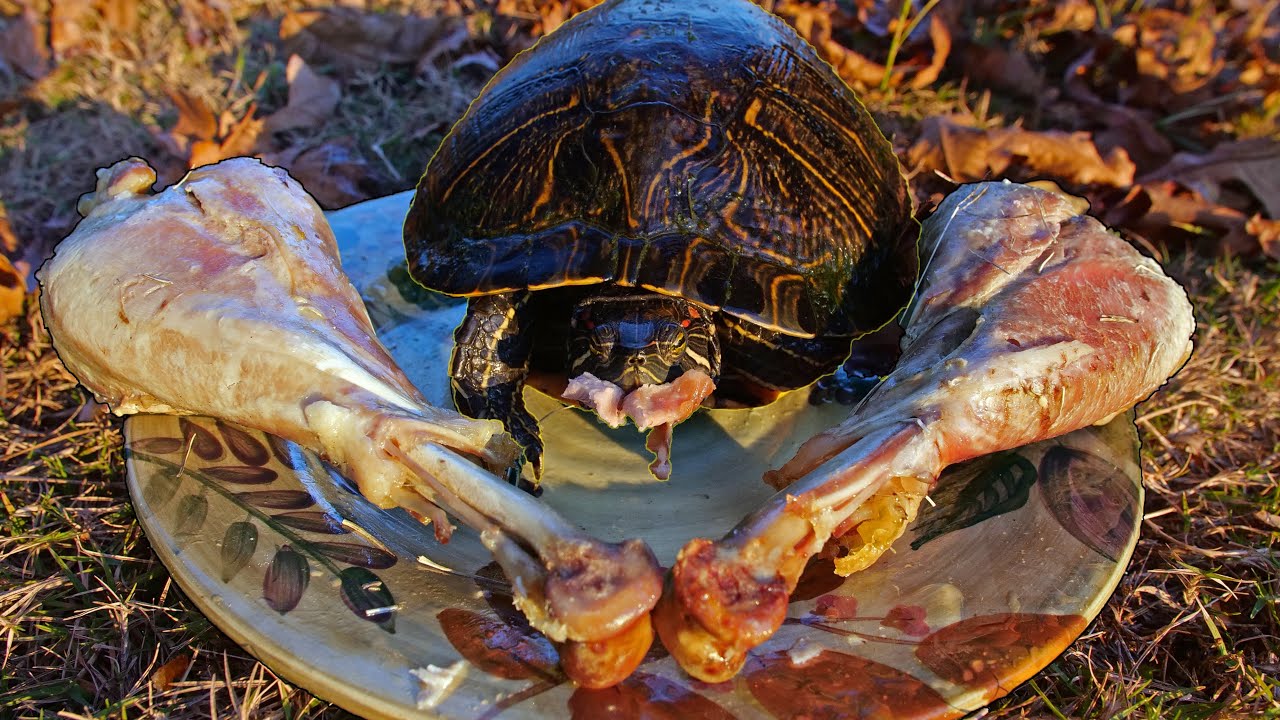 Turtles Love Thanksgiving! - YouTube