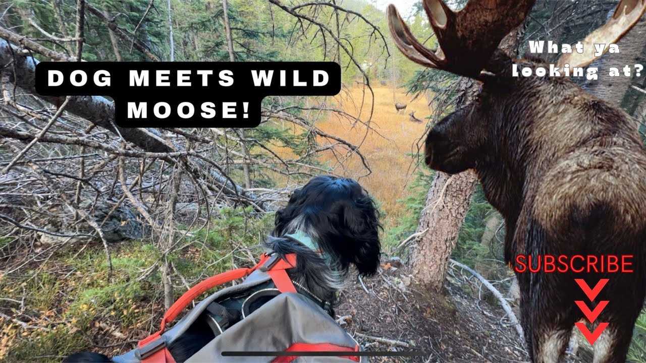 Dog vs Moose: Watch My Dog's First Encounter with a Wild Moose! - YouTube