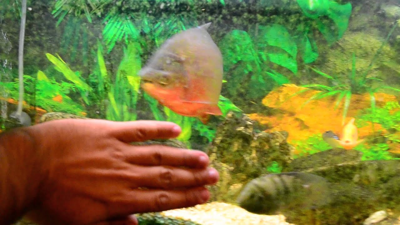 My cichlid and pacu aquarium - YouTube