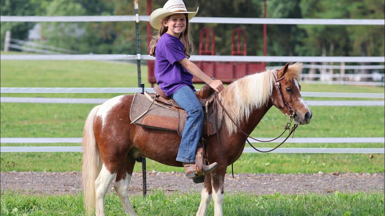 Banjo | 5 YRO | 38 IN | Gelding - YouTube