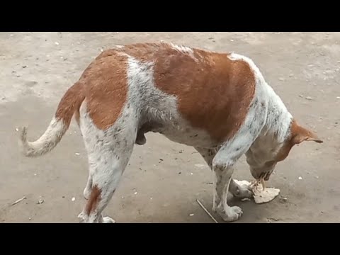 brown dog 🐕 roti eating with road side and dog very very hungry - YouTube