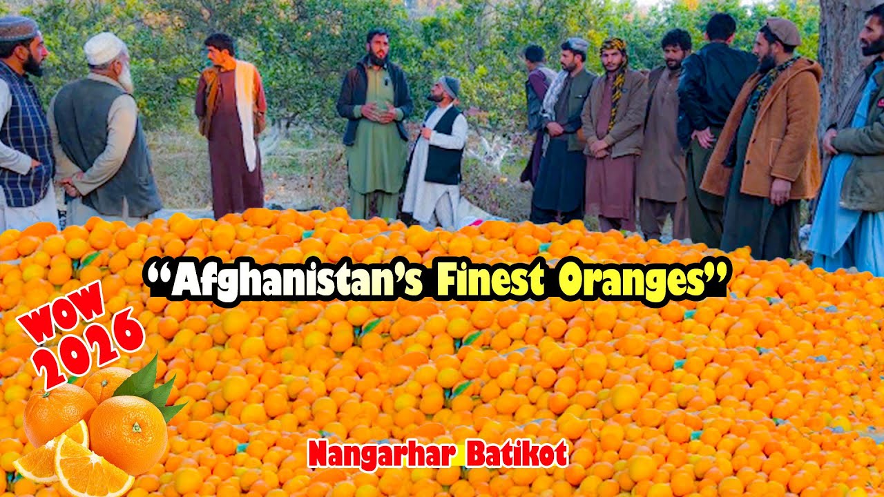 Afghanistan Nangarhar's Batikot MaltsThe Secret of Sweetness د ننګرهار ...
